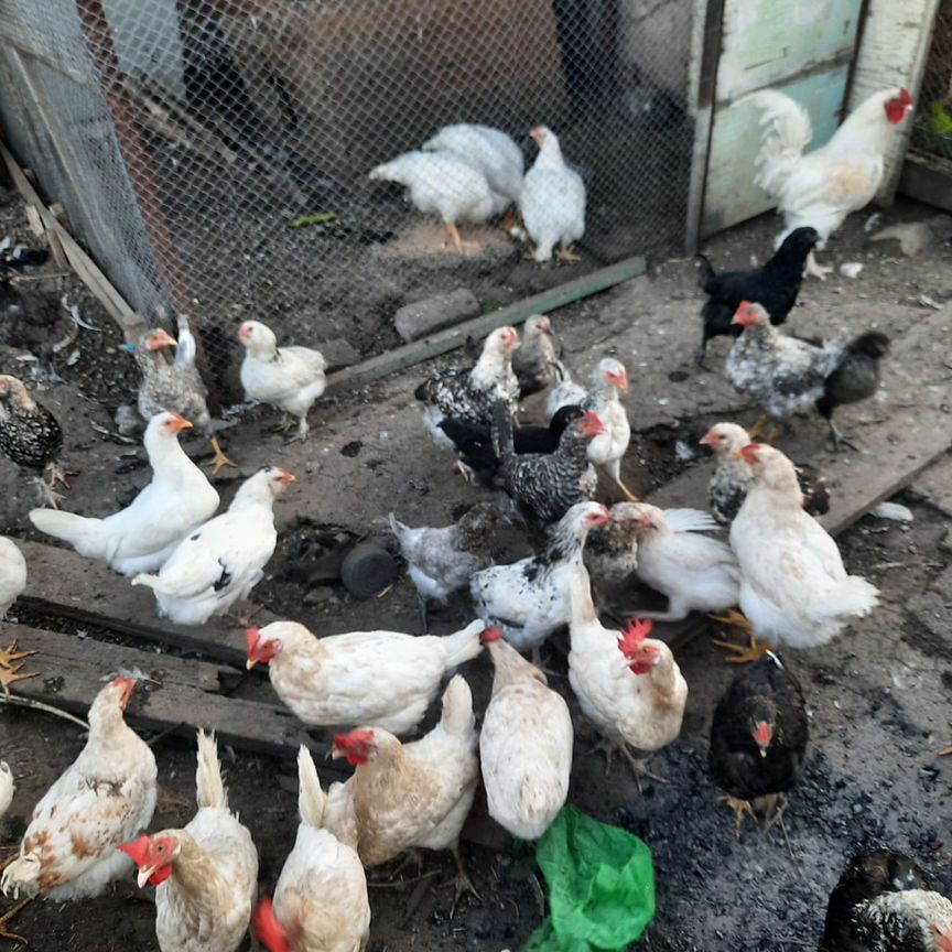 Куры молодки несушки