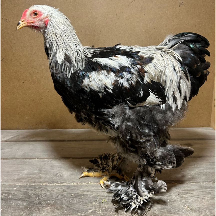 Петух брама