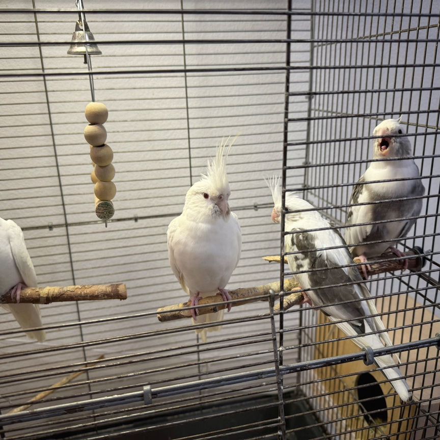 Малыши Кореллы