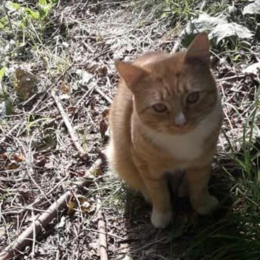 Котик ищет дом