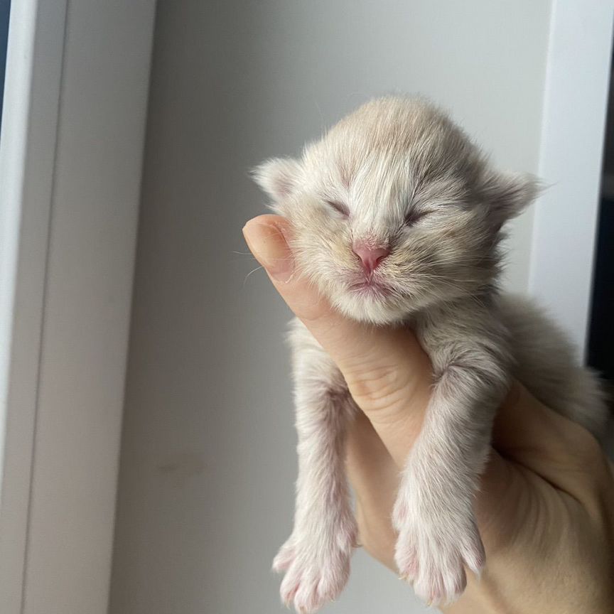 Котята мейн кун