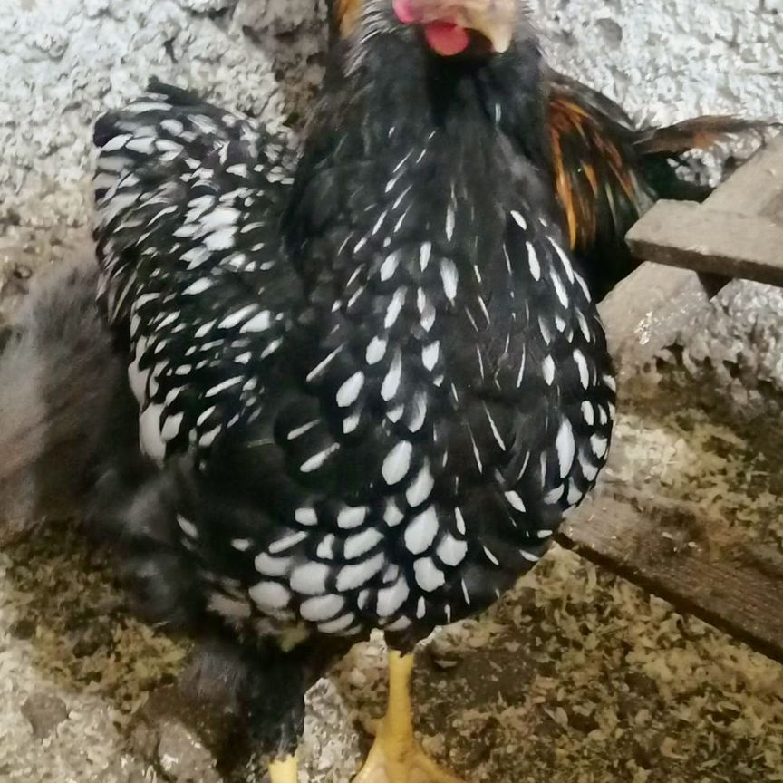 Виандот серебристо окаймленные петушки