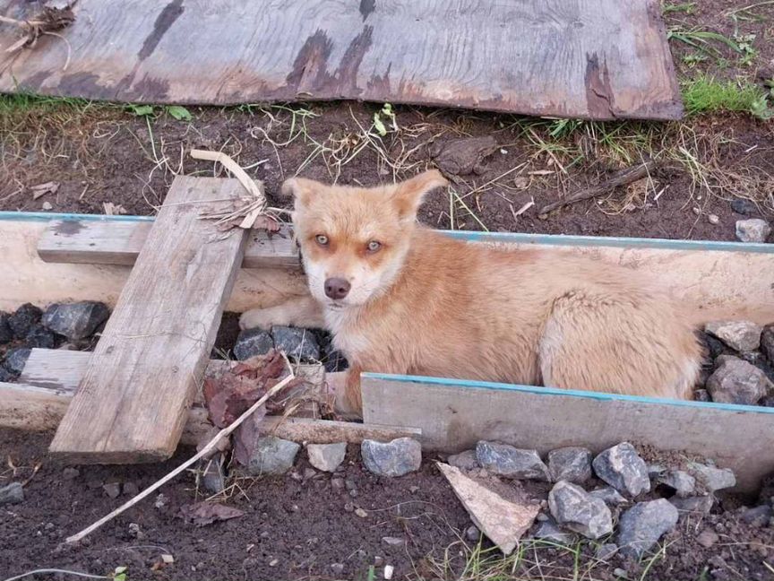 Собака Рыжик