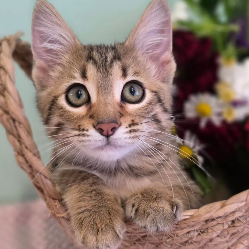 Котёнок от домашней бенгальской кошки