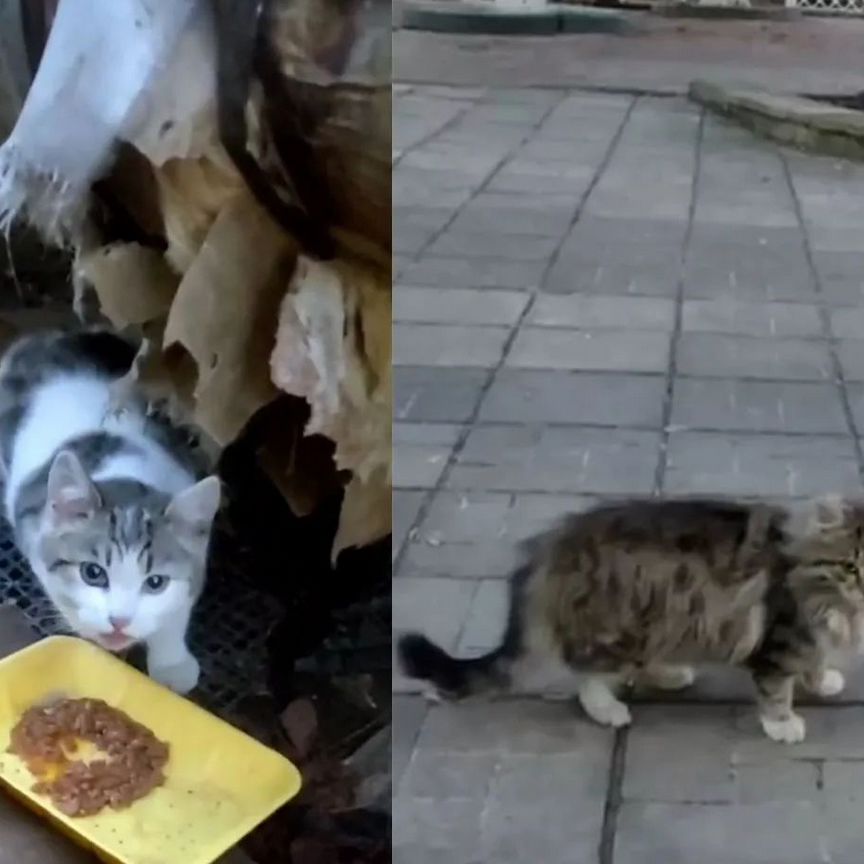 Кошечки ищут дом