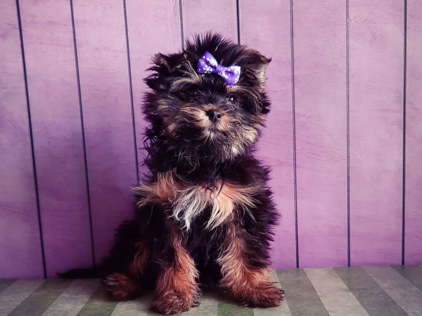 Йорк, девочка ждёт хороших хозяев