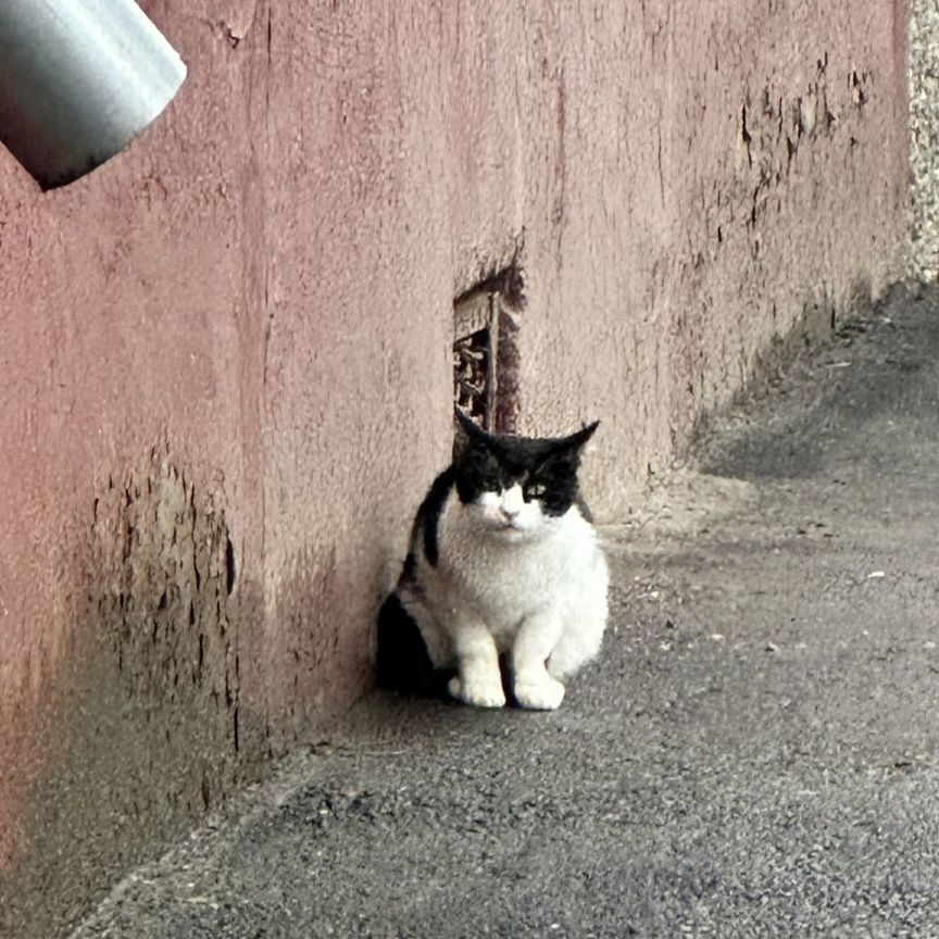 Кошечка