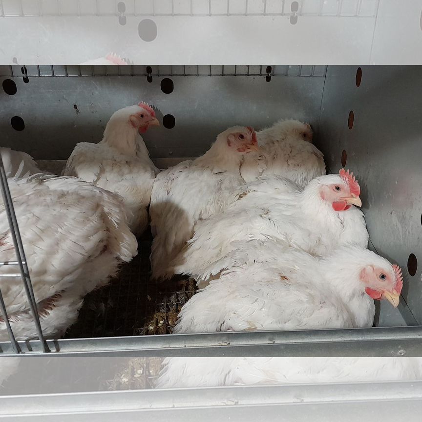 Бройлеры живым весом