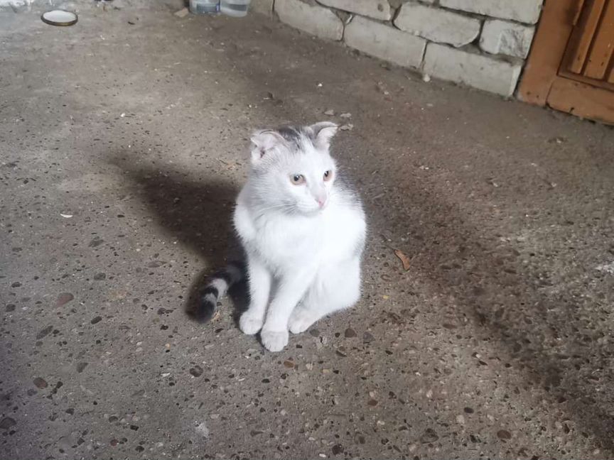 Одам кота в добрые руки