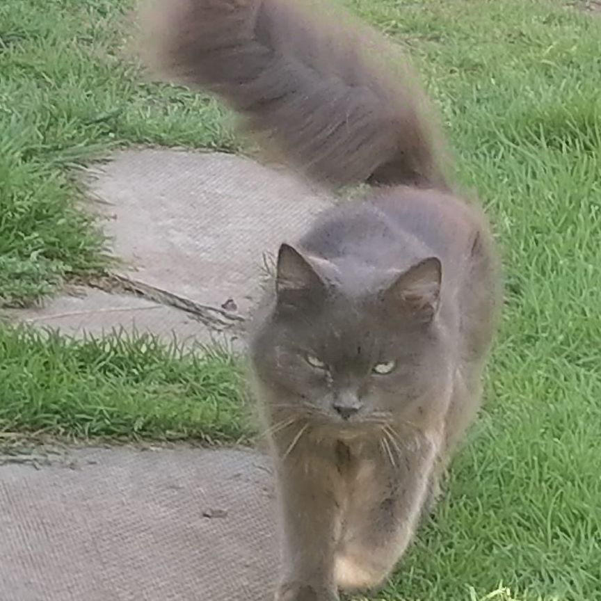 Кошка "Нибелунг" в добрые руки, отдам