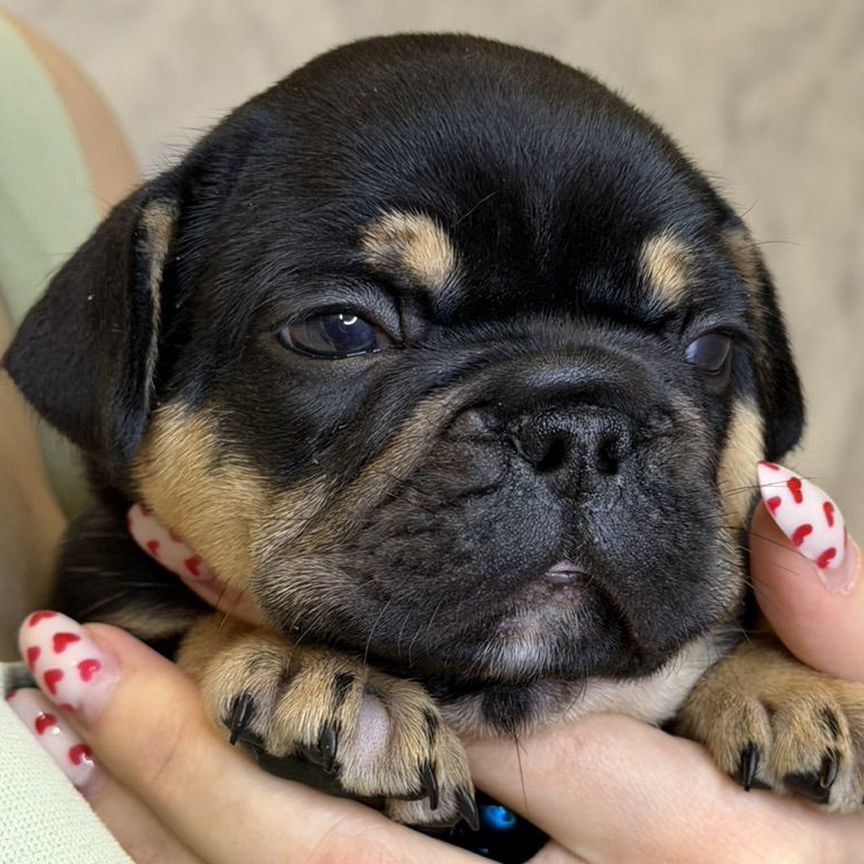 Французский бульдог, щенок