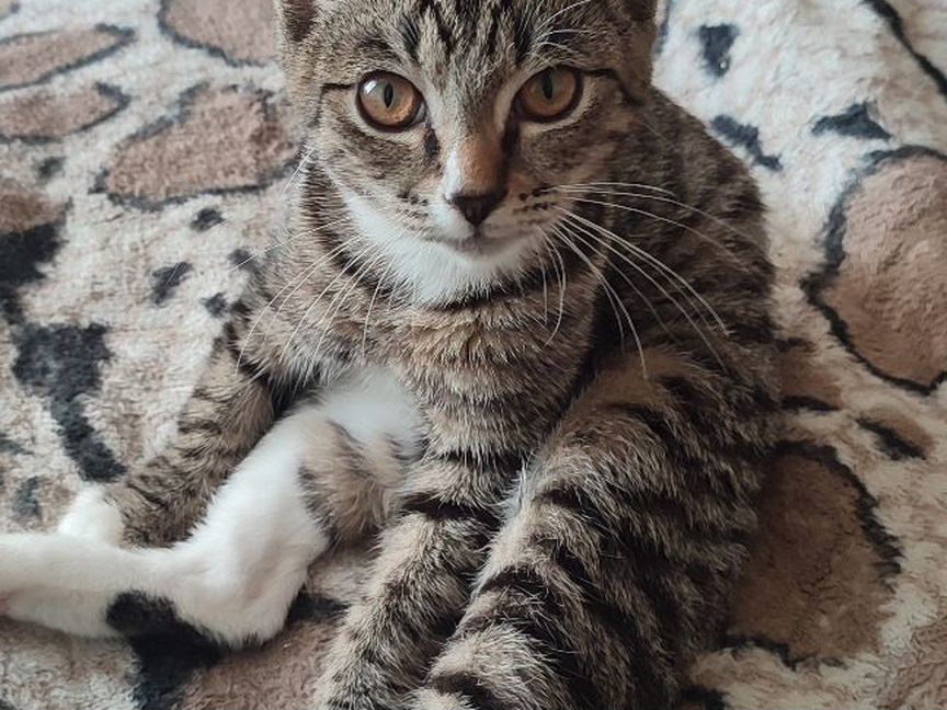 Кот настоящий друг бесплатно