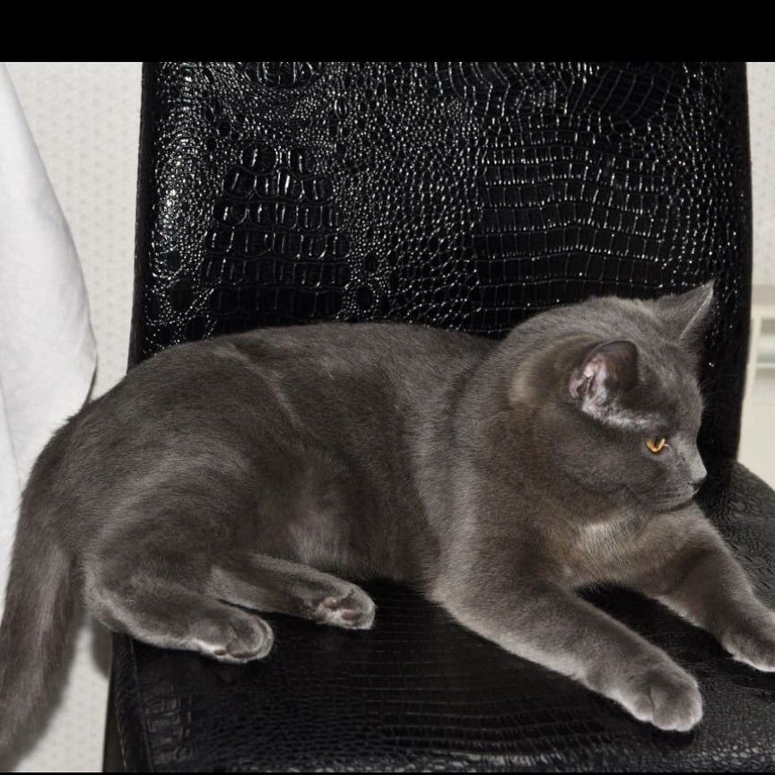 Кошки в добрые руки