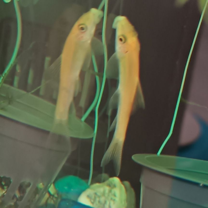 Аквариумные рыбки сомики