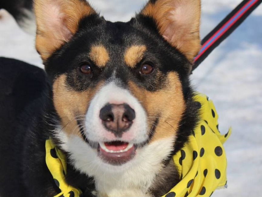 Щенок из приюта Некрасовка