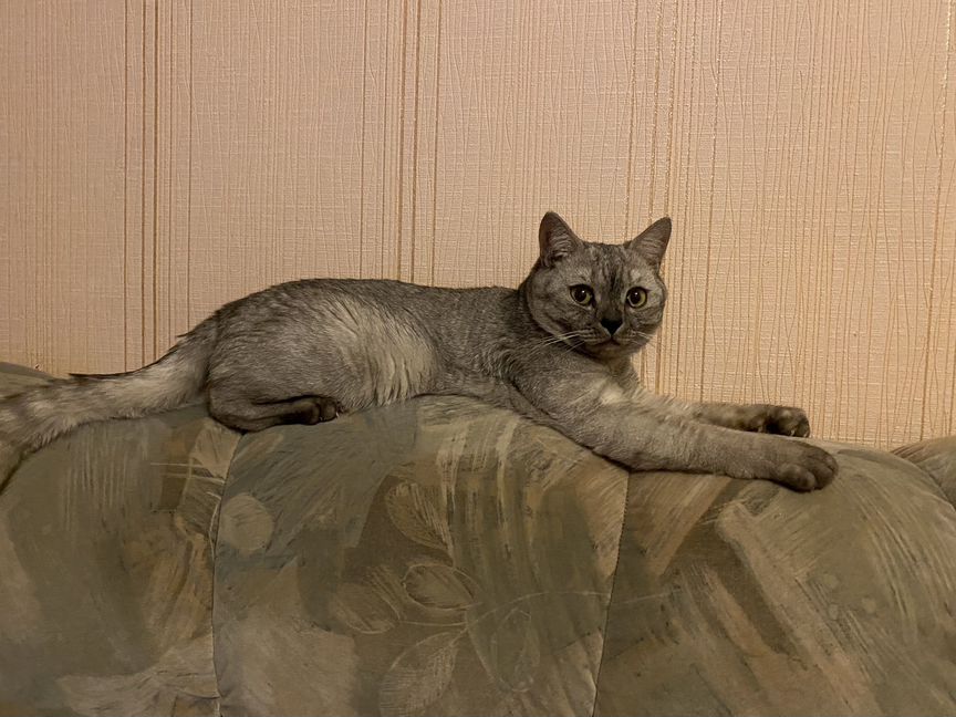 Кот