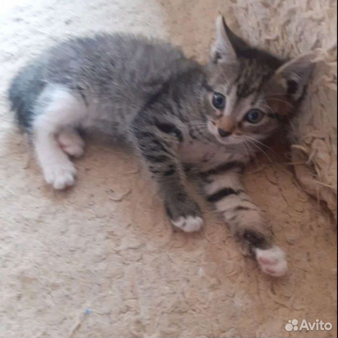 Котёнок в частный дом