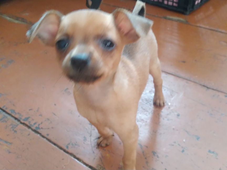 Мини той-терьер щенки