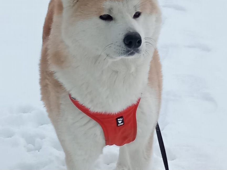 Акита ину вязка