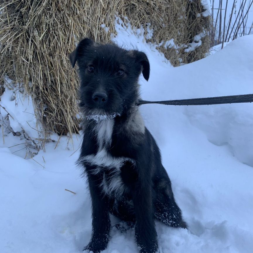 Щенки шнауцер бесплатно в добрые руки