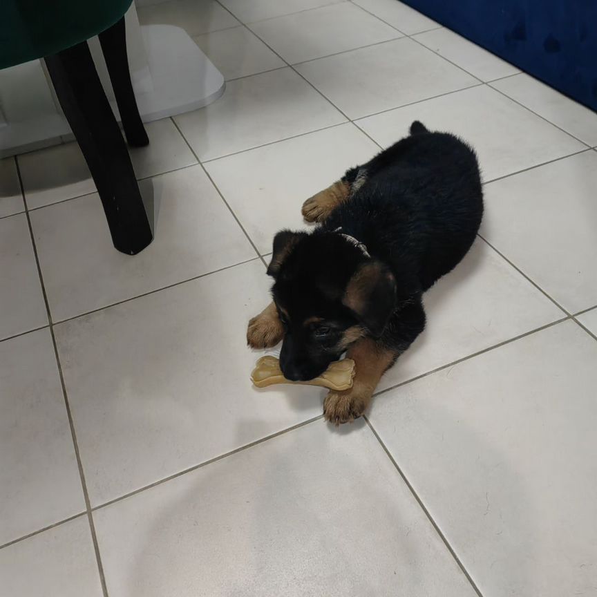 Немецкая овчарка