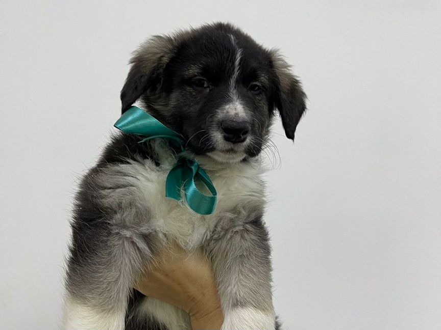 Собака в добрые руки щенок