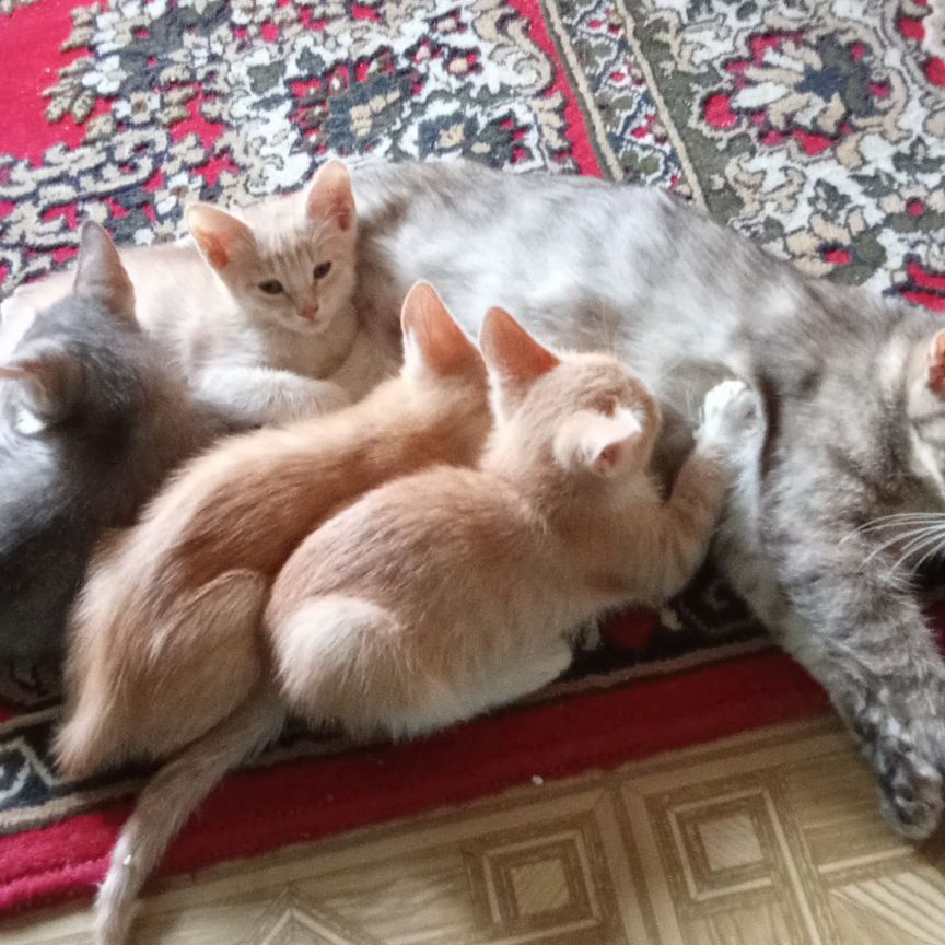 Котятки в добрые руки