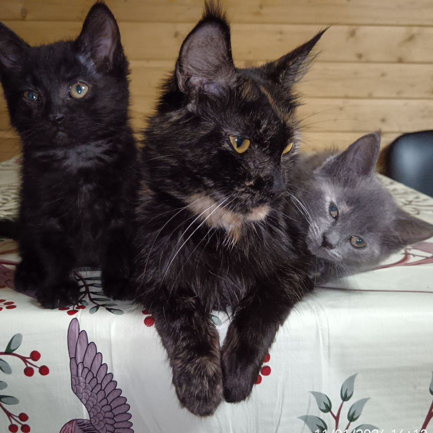 Мейн-кун котёнок