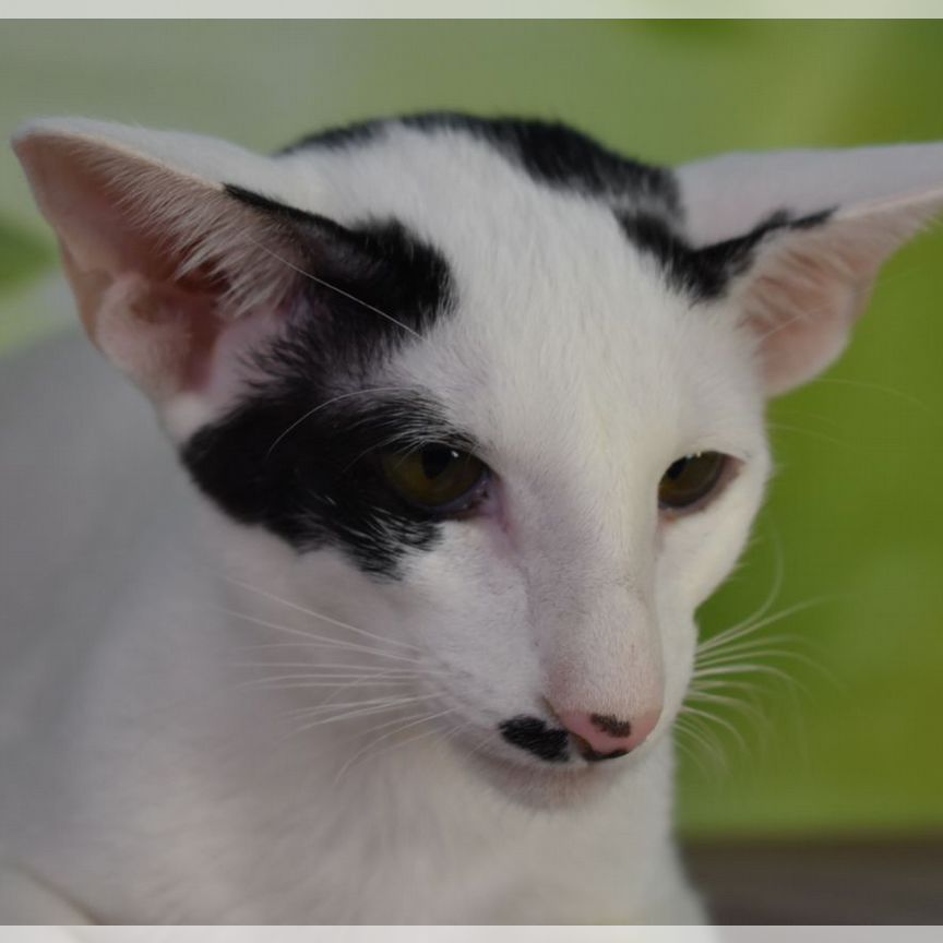 Ориентальный котёнок