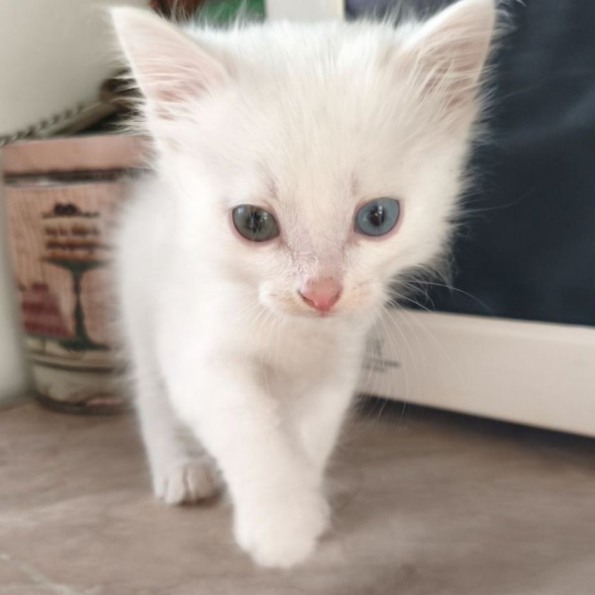 Турецкая ангора котёнок