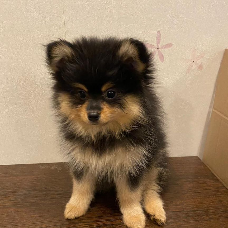 Щенок малого немецкого шпица