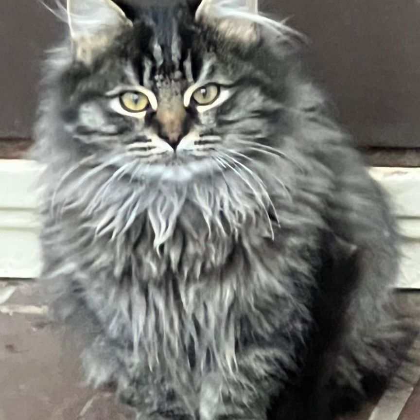 Подарите мне дом