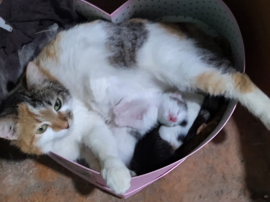 Котятки в добрые руки