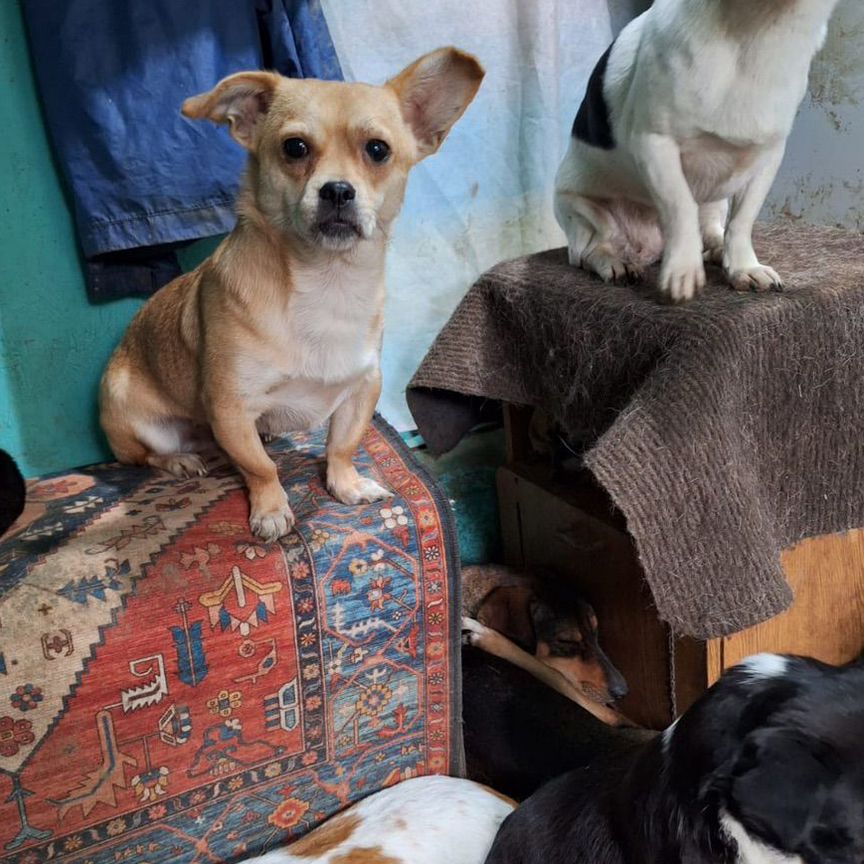 Коротколапик мальчик