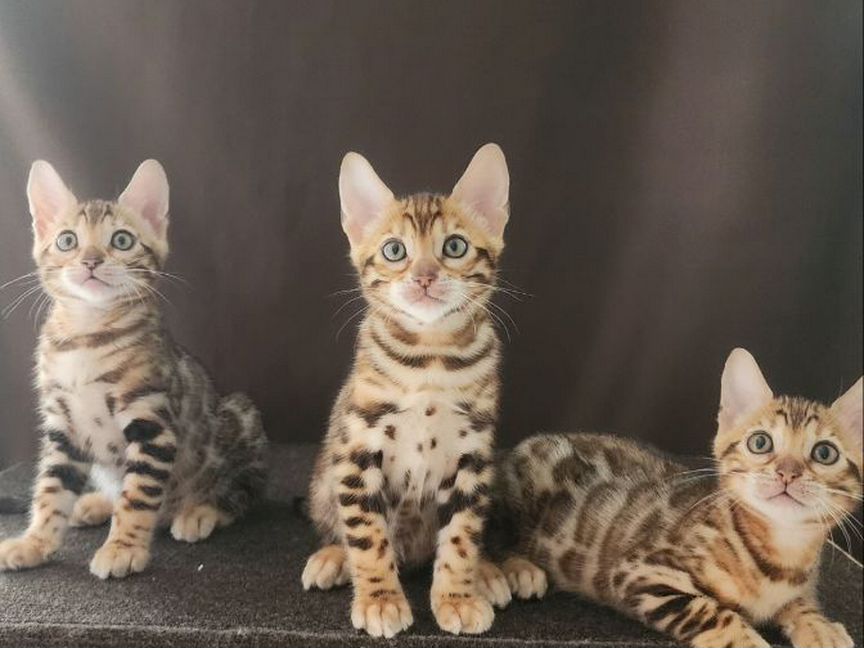 Бенгальские котята