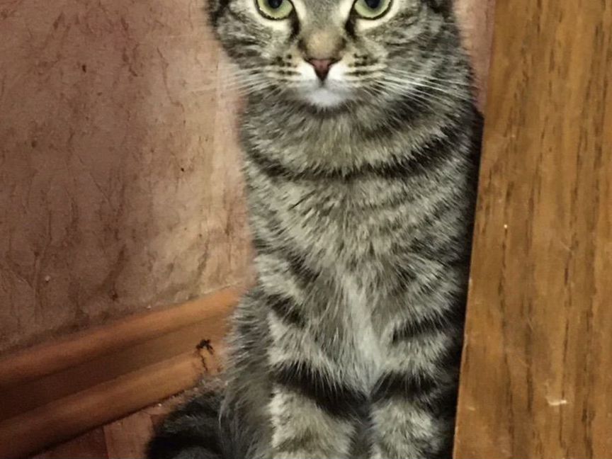 Кошка