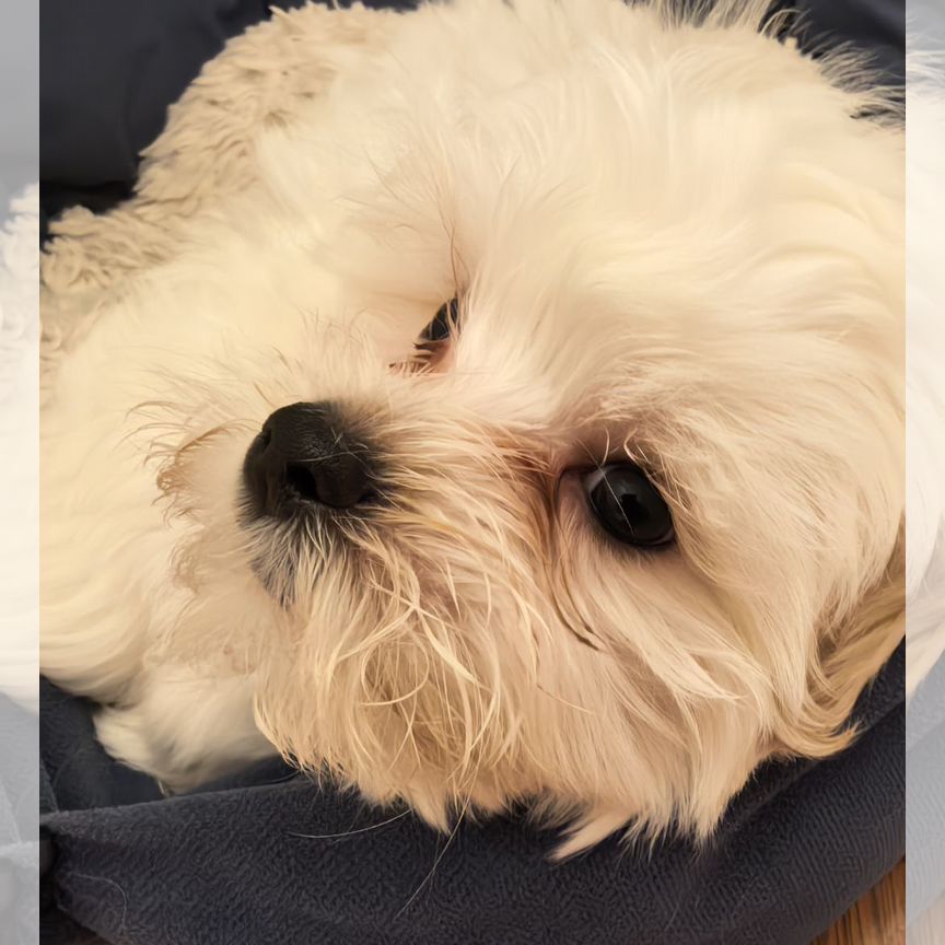 Мальтийская болонка, щенок