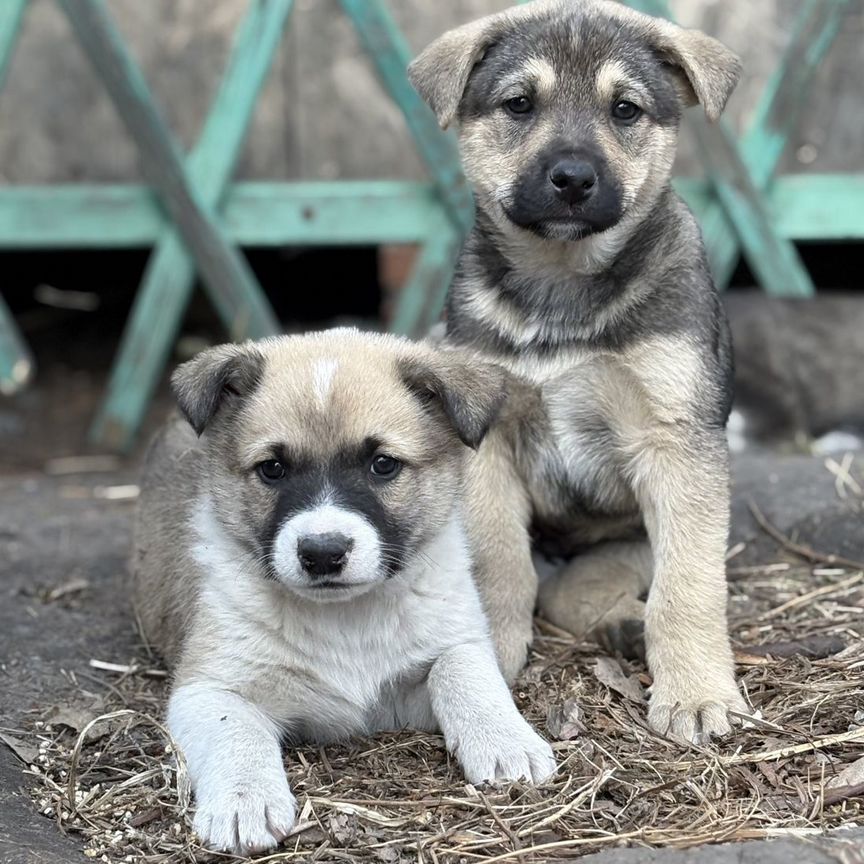 Щенок в добрые руки