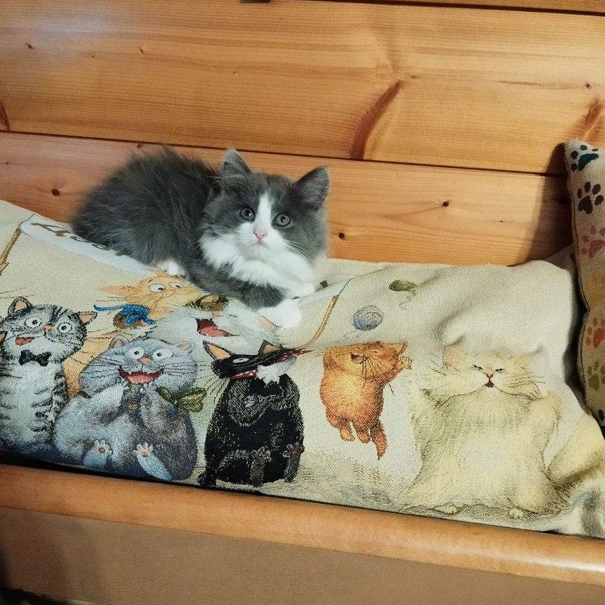 Котята в добрые руки