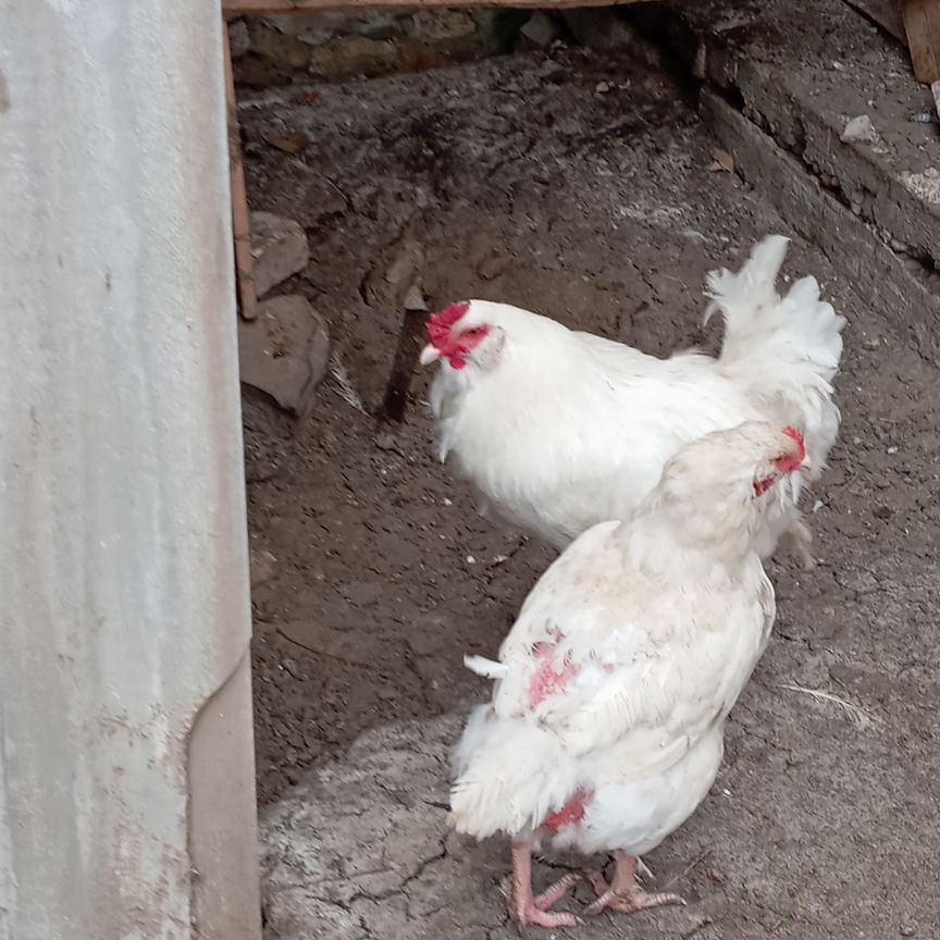 Мехелеская кукушка