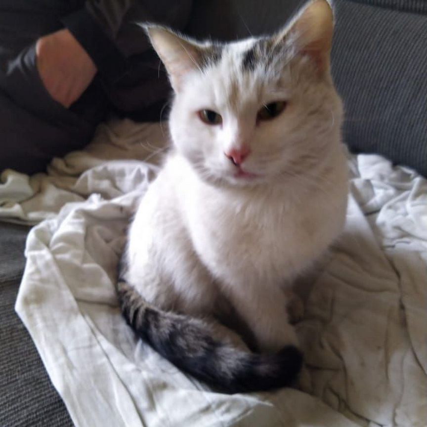 Котики молодой