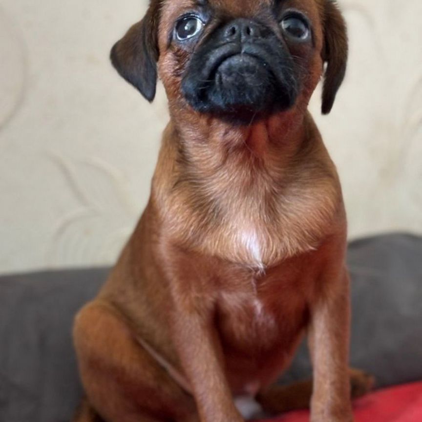 Пти брабансон мальчик