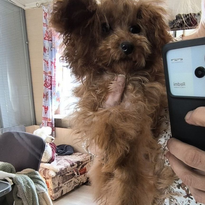 Пудель, щенок