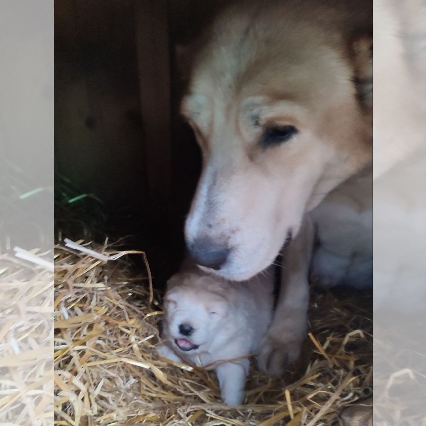 Среднеазиатская овчарка, щенок