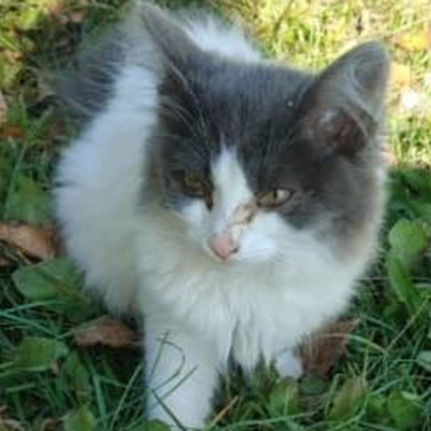 Котенок девочка в добрые руки