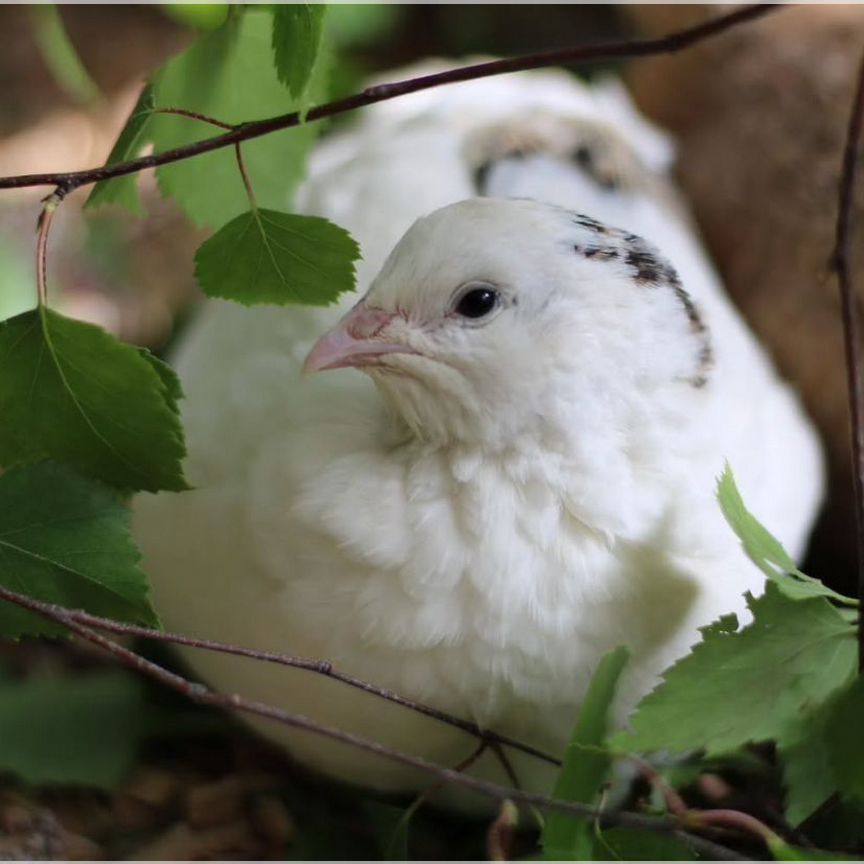 Перепела, Дтитровские лицензионные, Белый гиган