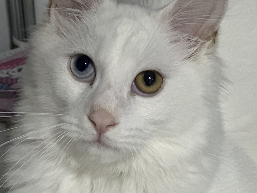 Кот мэйн кун