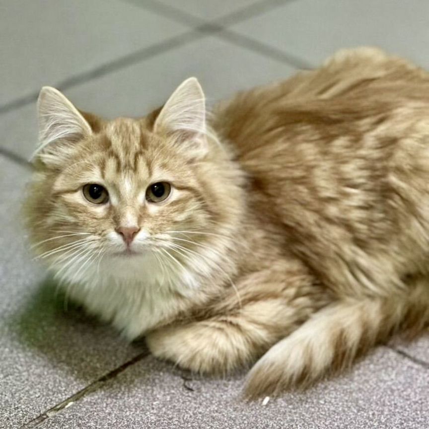 Котята в добрые руки рыжий мальчик