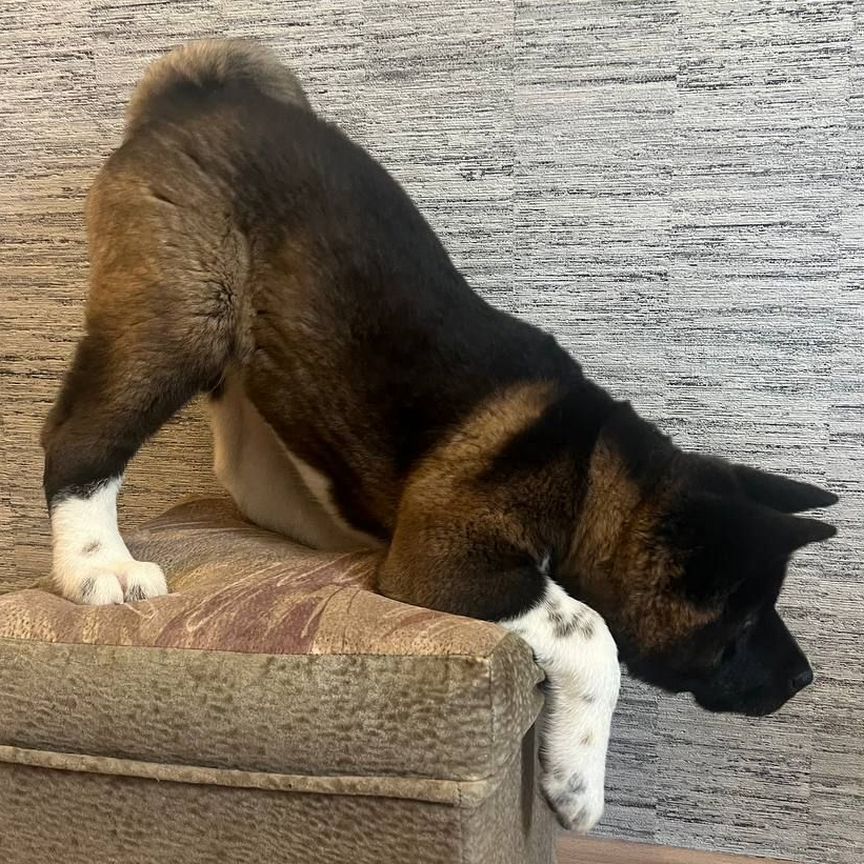 Американская акита, щенок