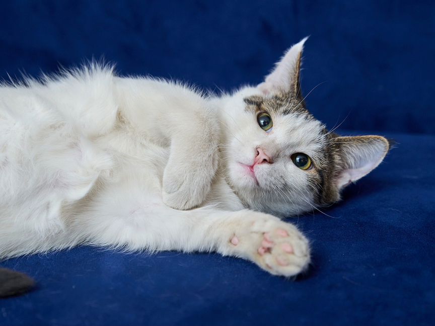 Котенок в добрые руки